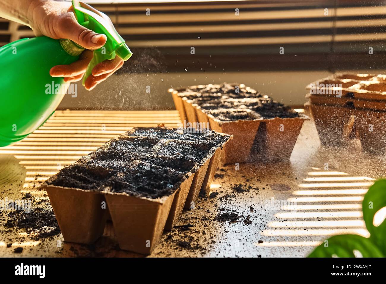 Unrecognizable woman spraying planted germinated seeds in biodegradable ...