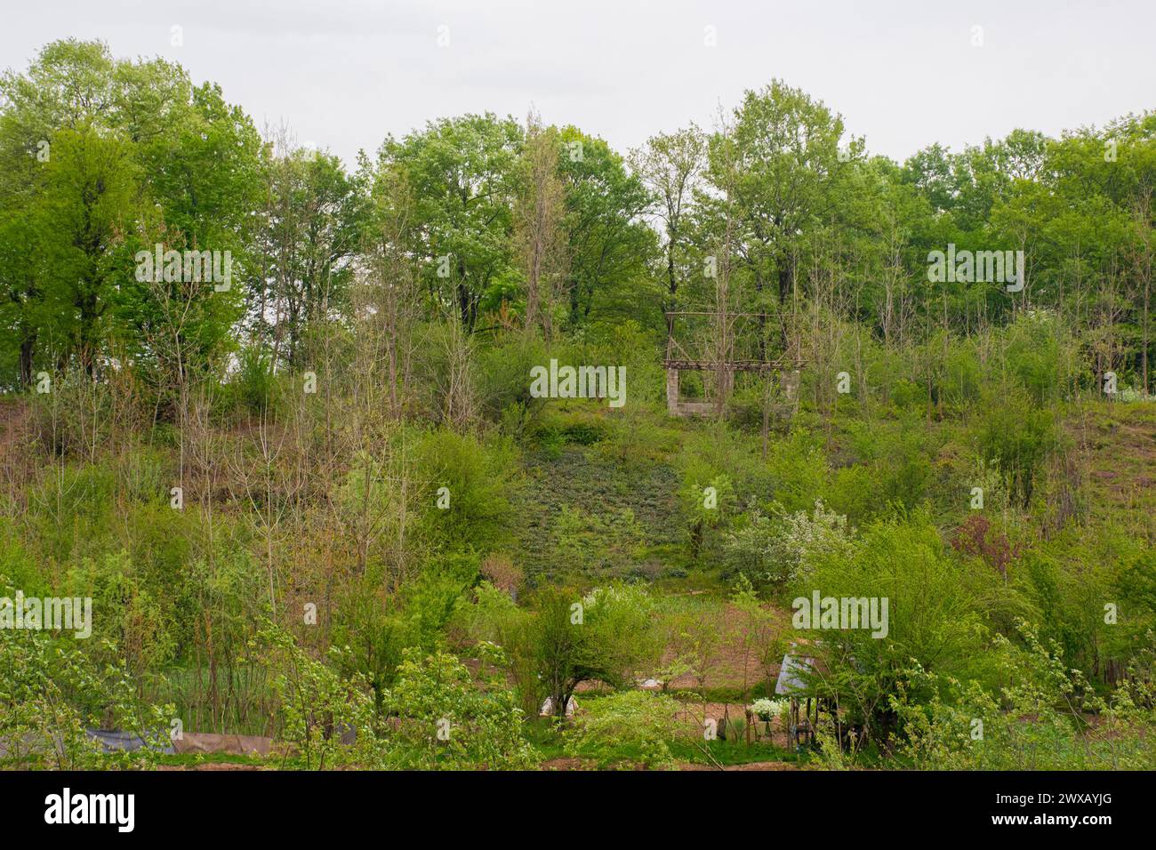 green north jungles of Iran Rasht, Gilan province, Iran Stock Photo - Alamy green north jungles of Iran Rasht, Gilan province, Iran Stock Photo - Alamy