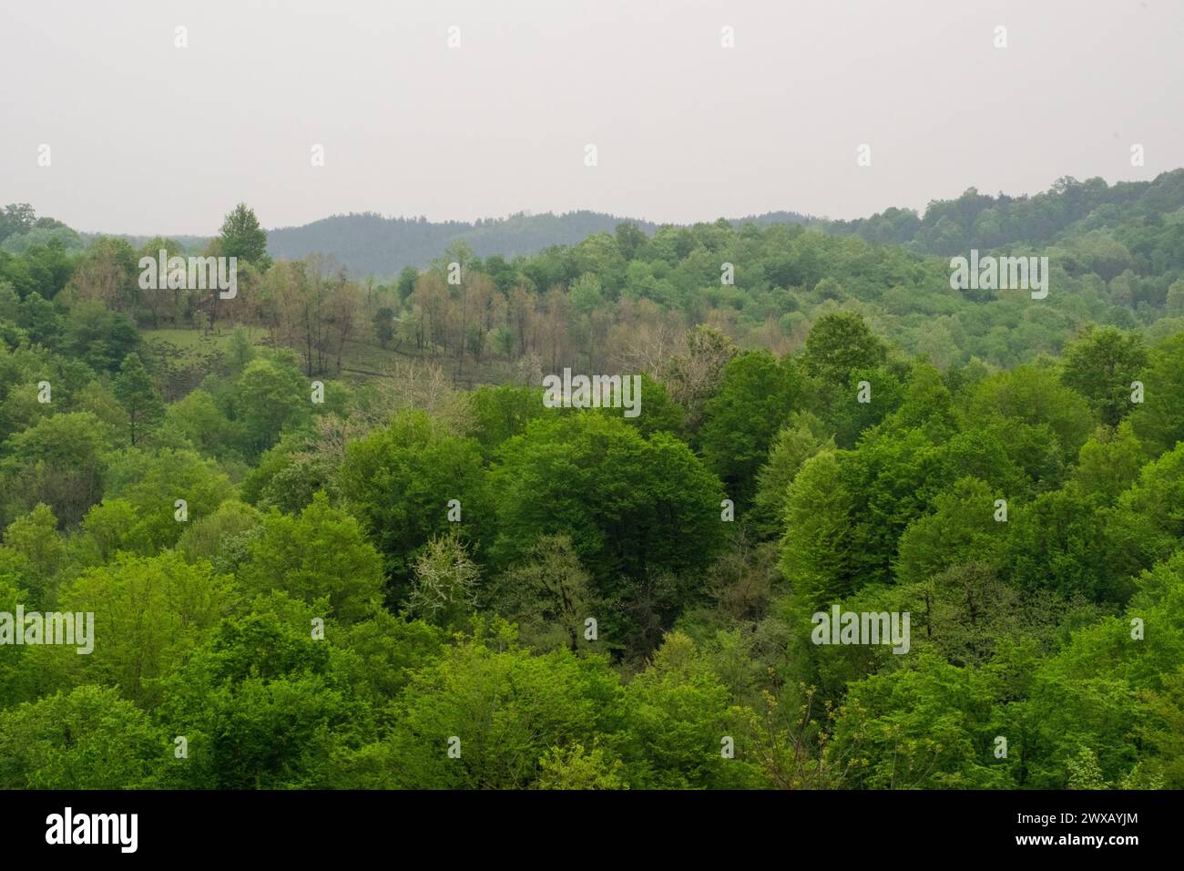 green north jungles of Iran Rasht, Gilan province, Iran Stock Photo - Alamy green north jungles of Iran Rasht, Gilan province, Iran Stock Photo - Alamy