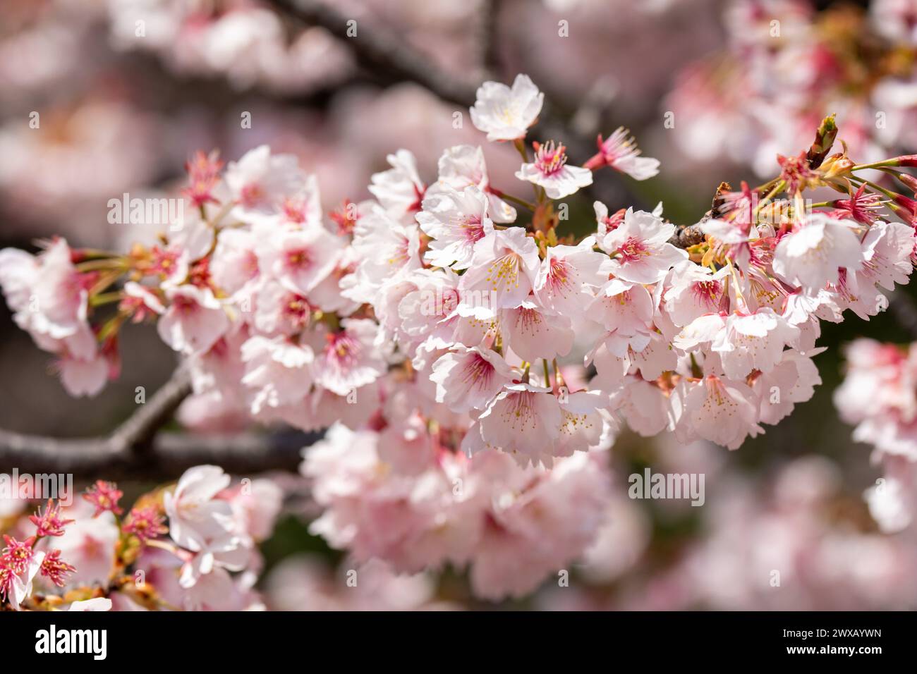 Pink cherry blossom(Cherry blossom, Japanese flowering cherry) on the ...