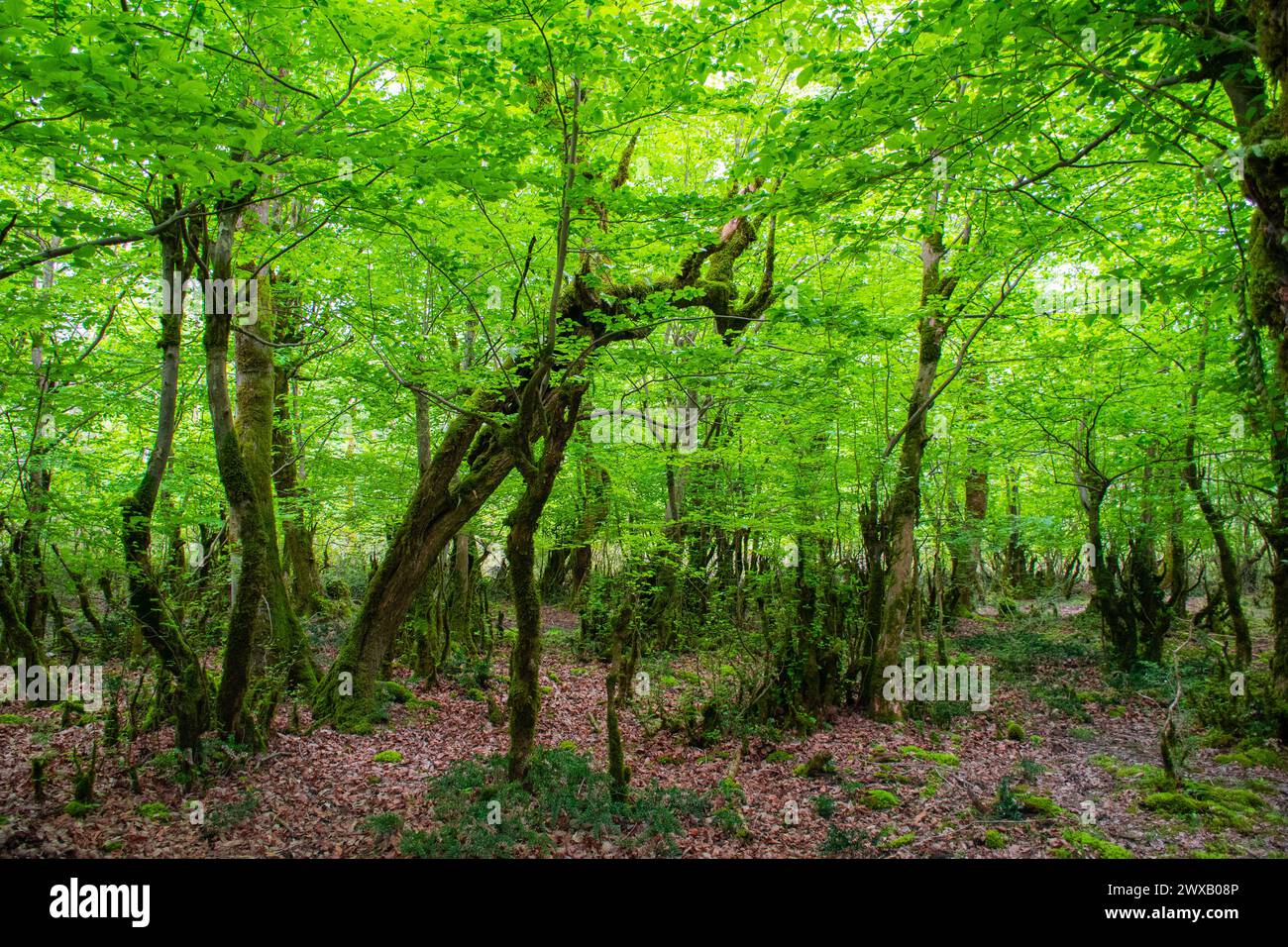 green north jungles of Iran Rasht, Gilan province, Iran Stock Photo - Alamy