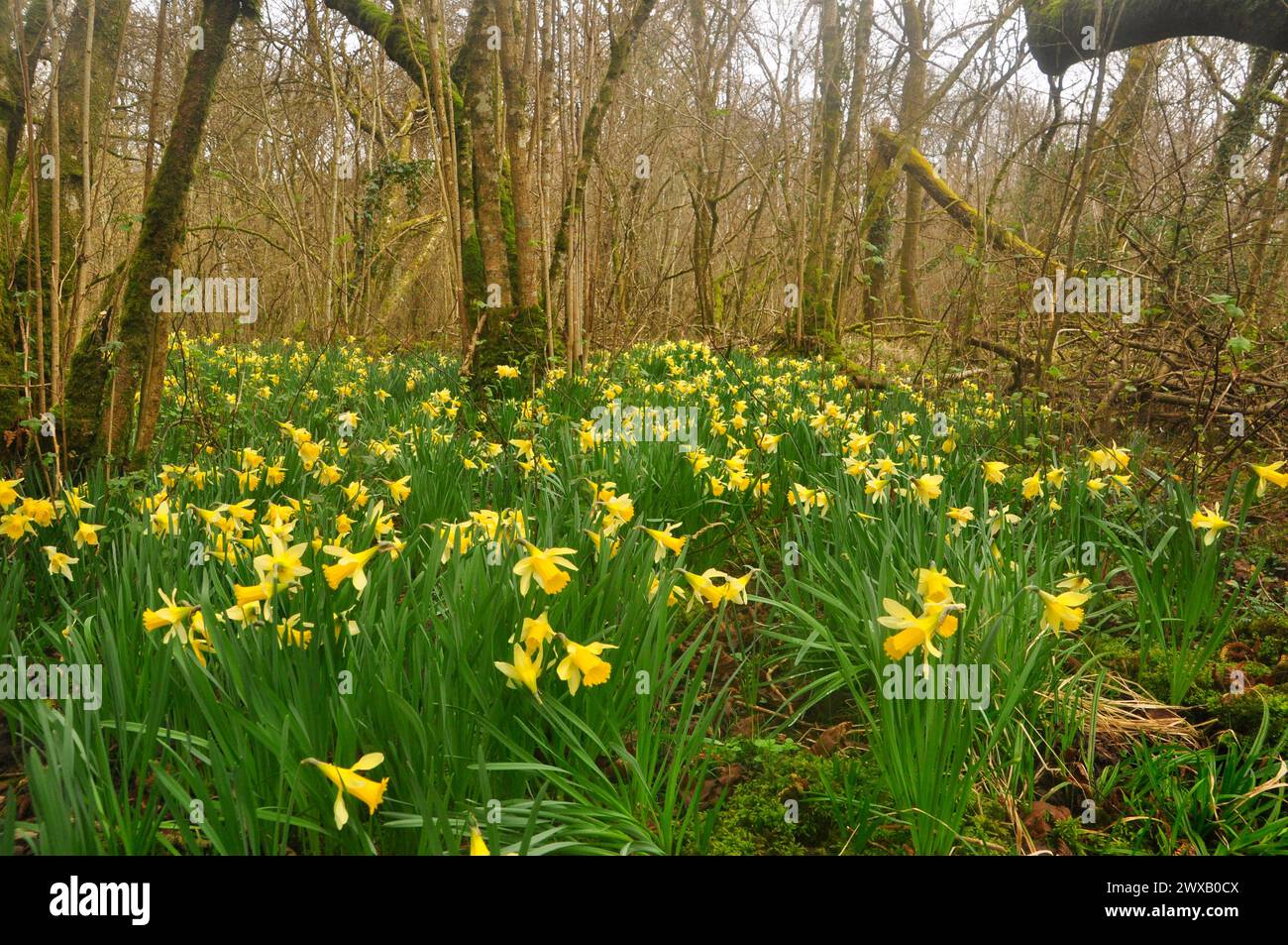 Wild daffodils "Narcissus pseudoonarcissus" growing in an old coppiced ...