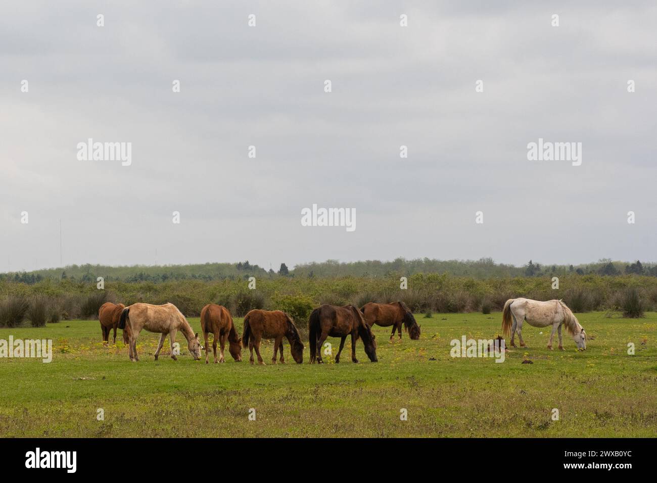 A herd of wild horses in the green pastures of Gilan province in Iran ...