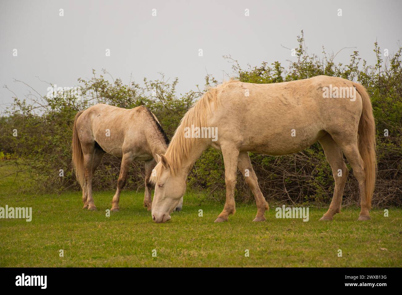 A herd of wild horses in the green pastures of Gilan province in Iran ...