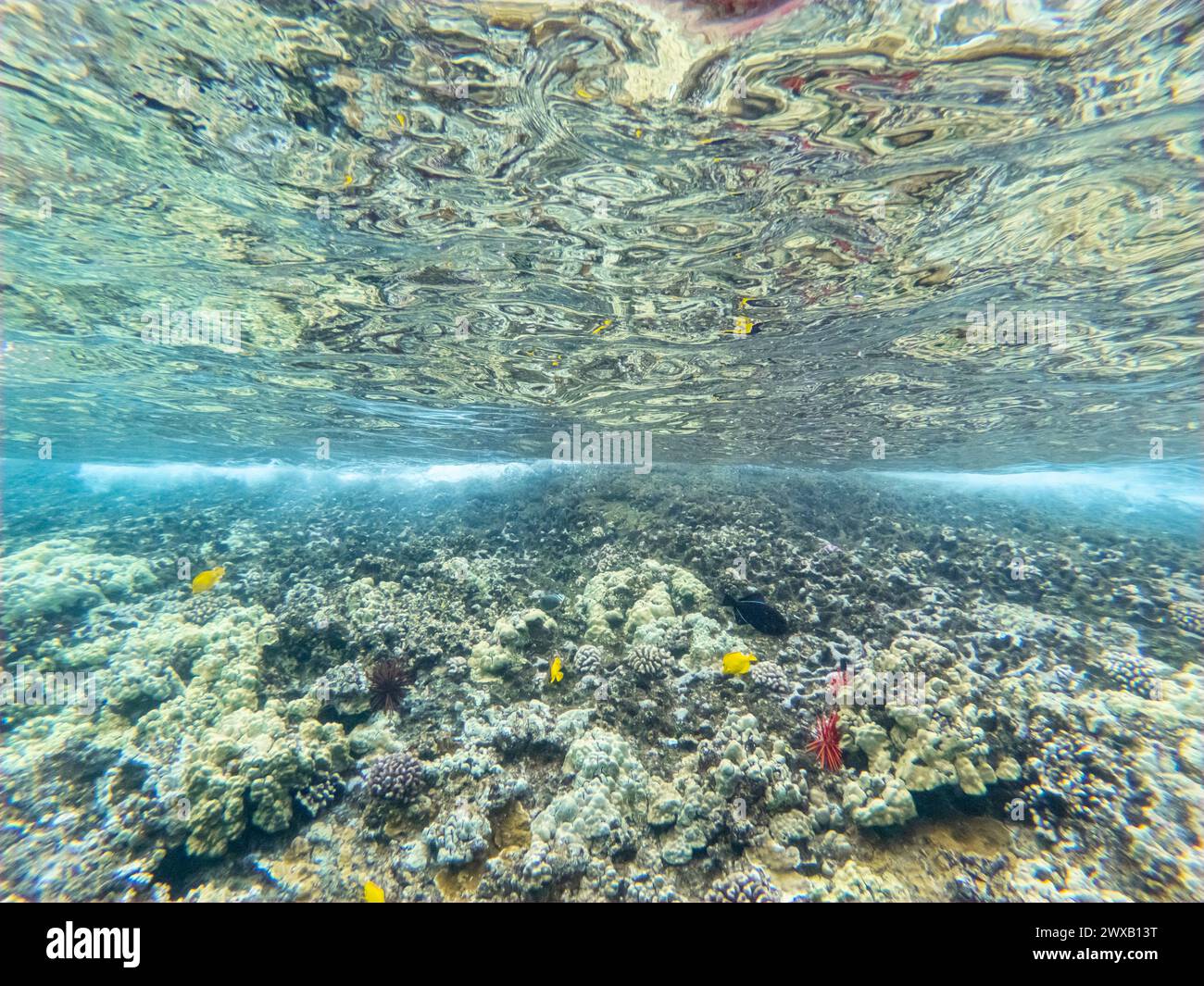An underwater view of a shallow coral reef in crystal clear water ...