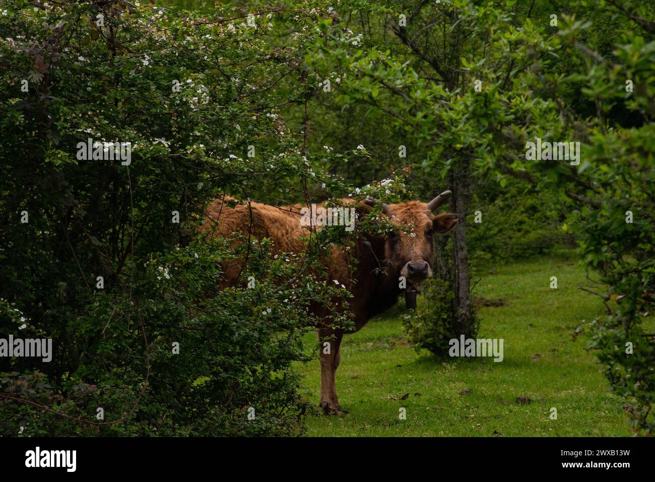 Wild cows in the green pastures of Gilan province in Iran. Gilan ...