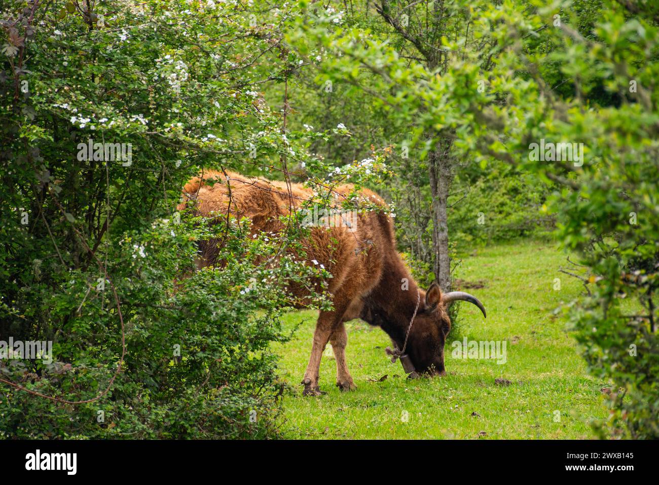 Wild cows in the green pastures of Gilan province in Iran. Gilan ...