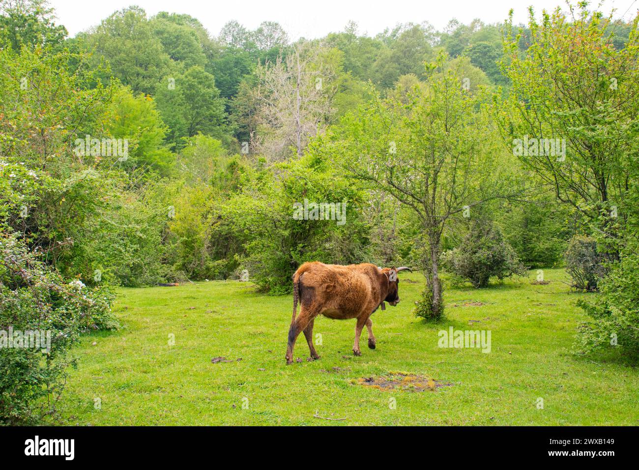 Wild cows in the green pastures of Gilan province in Iran. Gilan ...