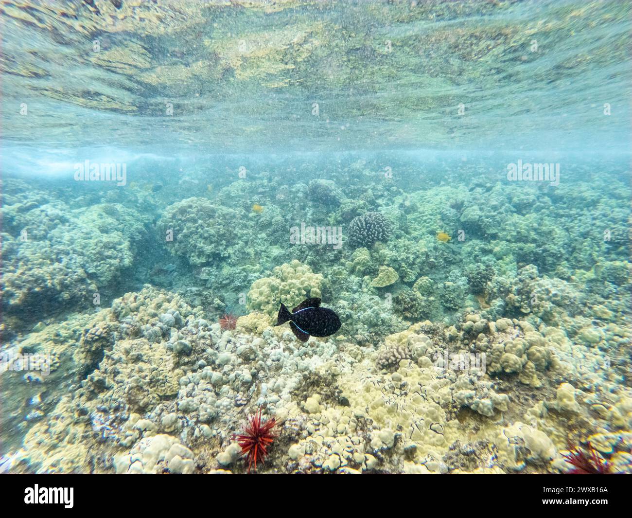 An underwater view of a shallow coral reef in crystal clear water ...
