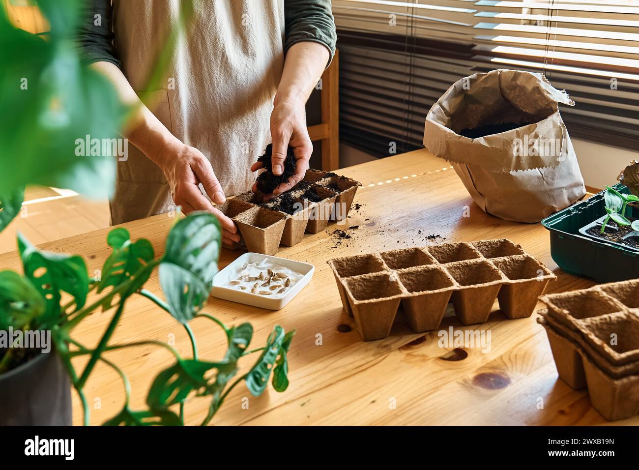 Unrecognizable woman planting germinated seeds in biodegradable peat ...