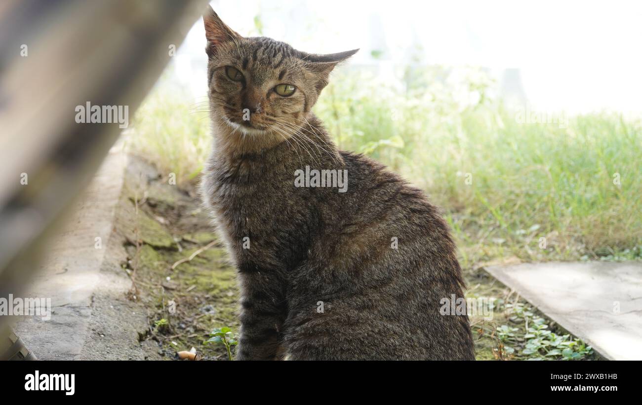 A striped cat was silent and turned its head the other way Stock Photo ...