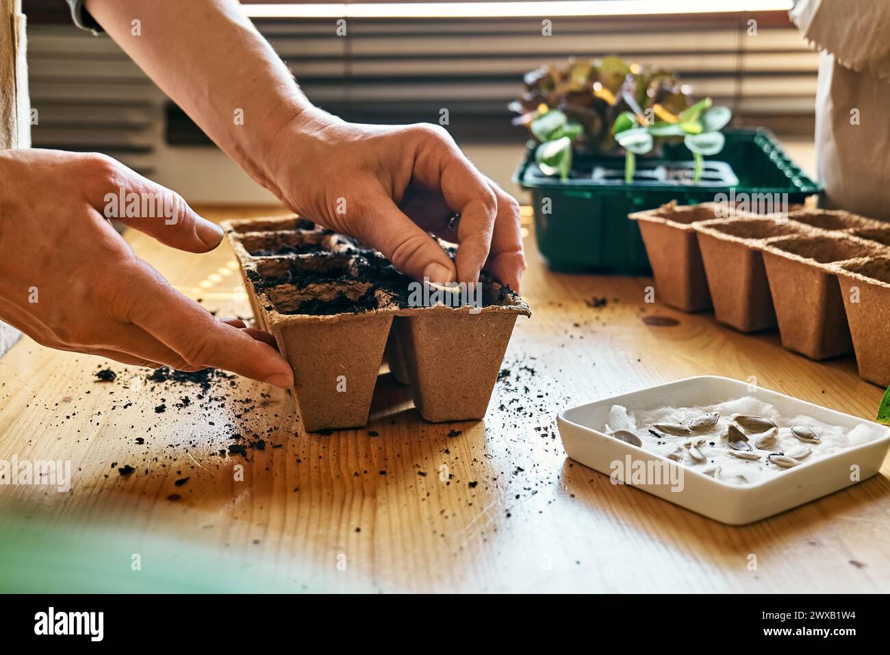 Unrecognizable woman planting germinated seeds in biodegradable peat ...