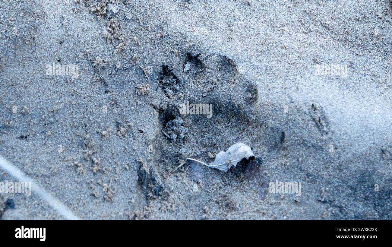 Otter footprints in mud Stock Photo - Alamy