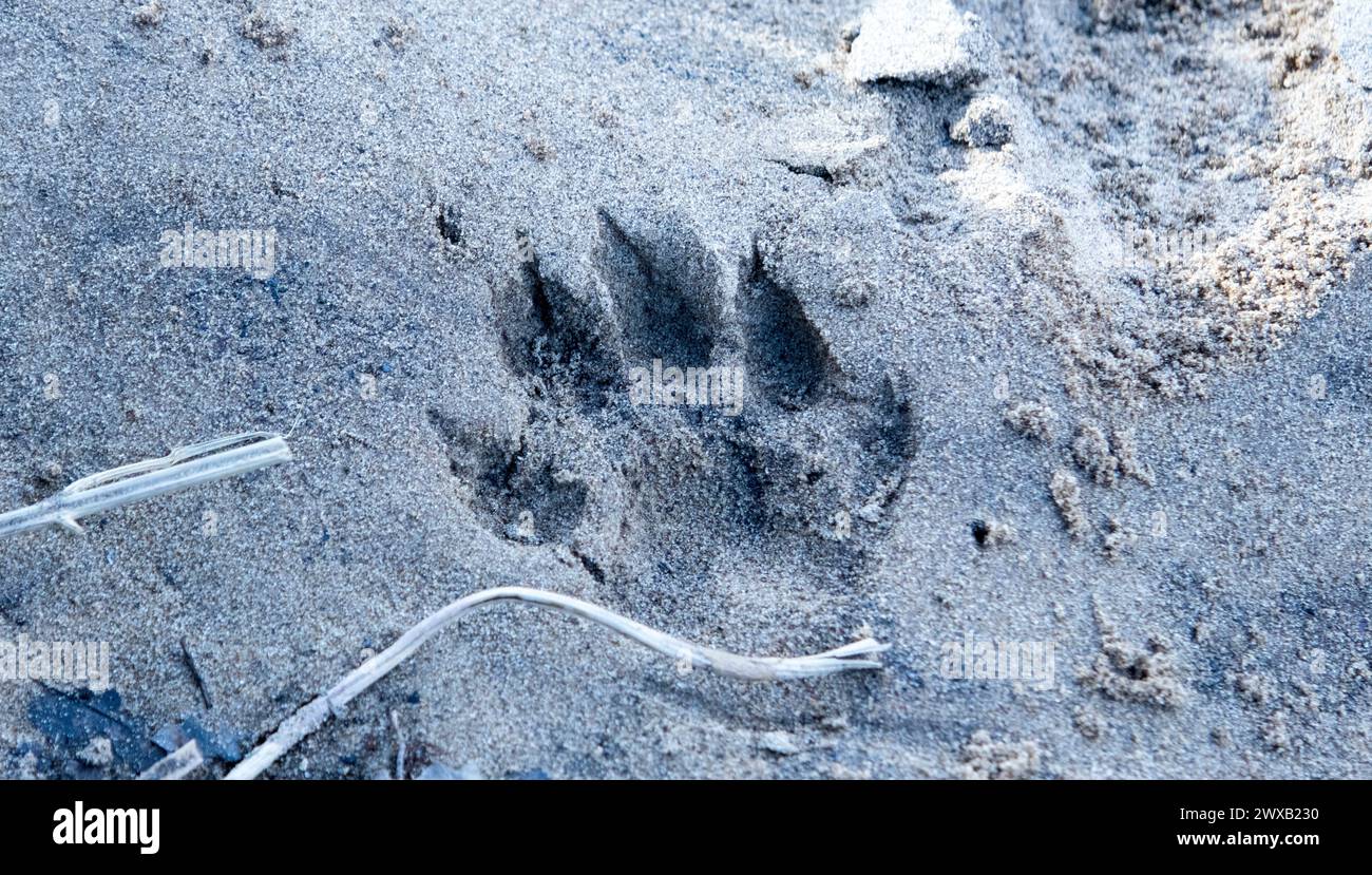 Otter footprints in mud Stock Photo - Alamy