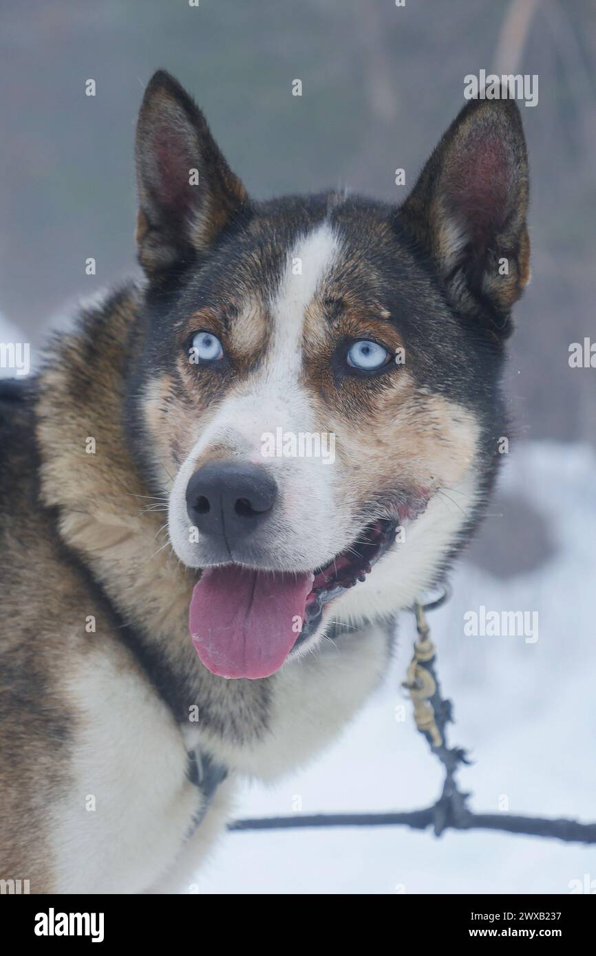 Husky dog ready for a ride, Pyrenees, France Stock Photo - Alamy
