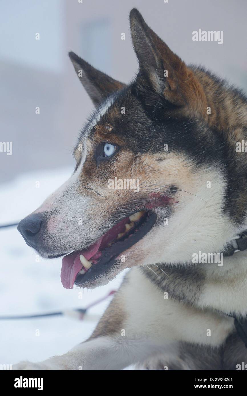 Husky dog ready for a ride, Pyrenees, France Stock Photo - Alamy