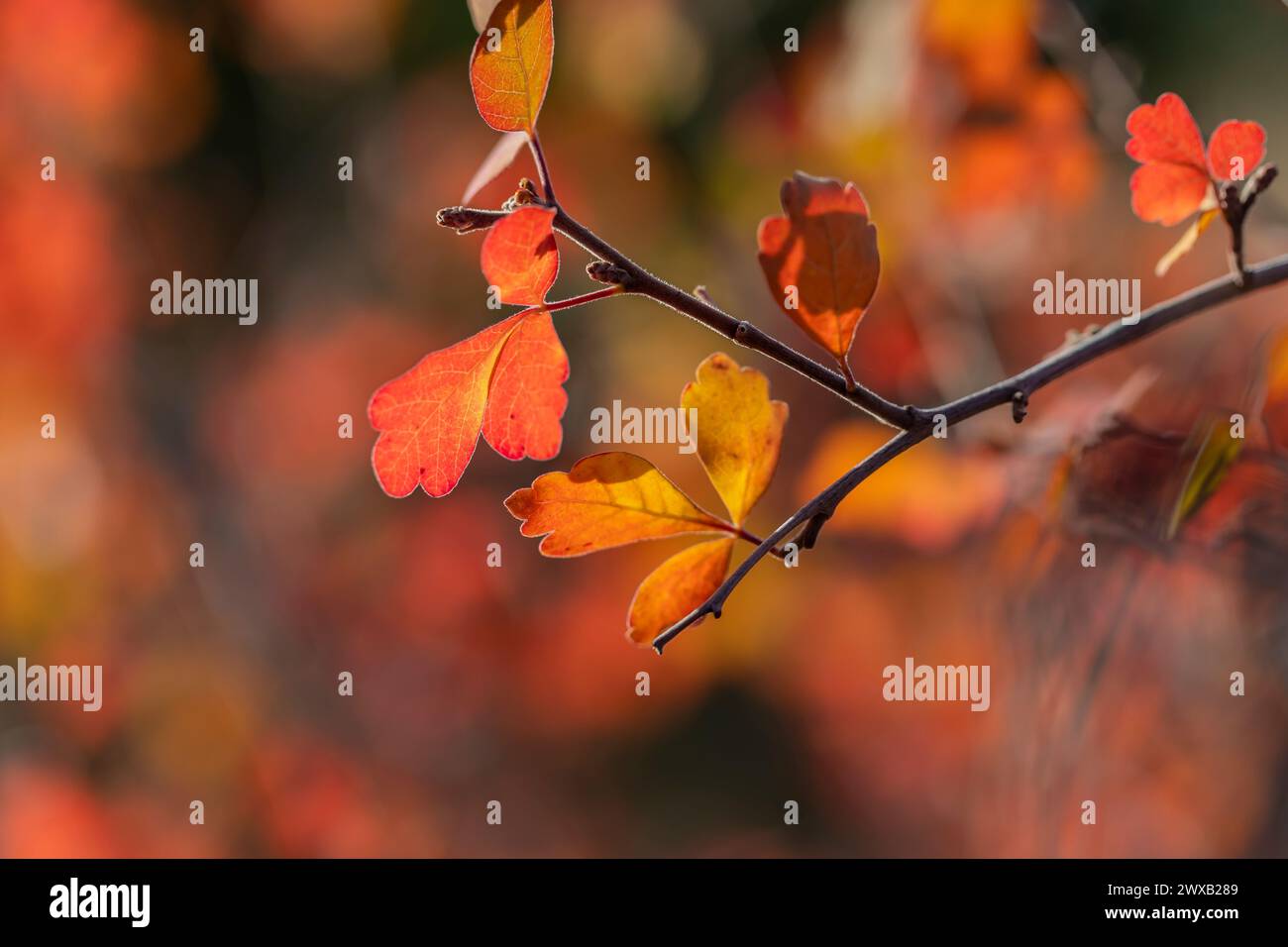 Fragrant Sumac, Rhus aromatica, autumn leaves in Bandelier National ...