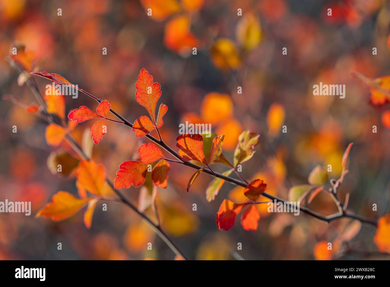 Fragrant Sumac, Rhus aromatica, autumn leaves in Bandelier National ...