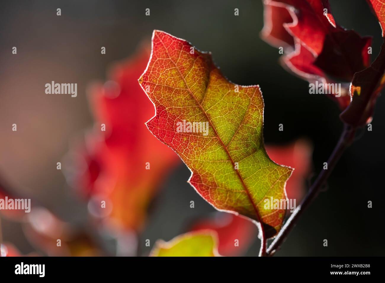 Quercus x undulata hi-res stock photography and images - Alamy