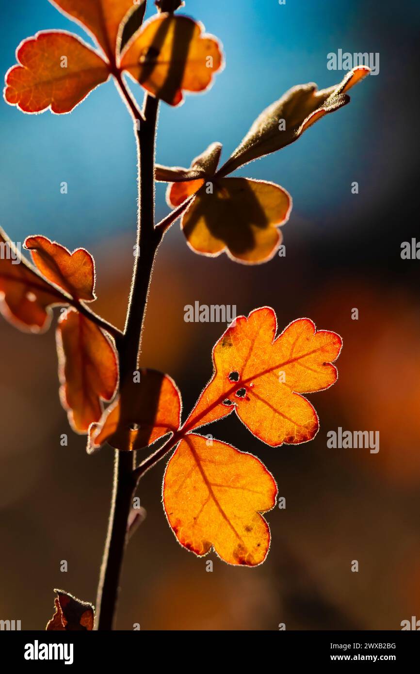 Fragrant Sumac, Rhus aromatica, autumn leaves in Bandelier National ...