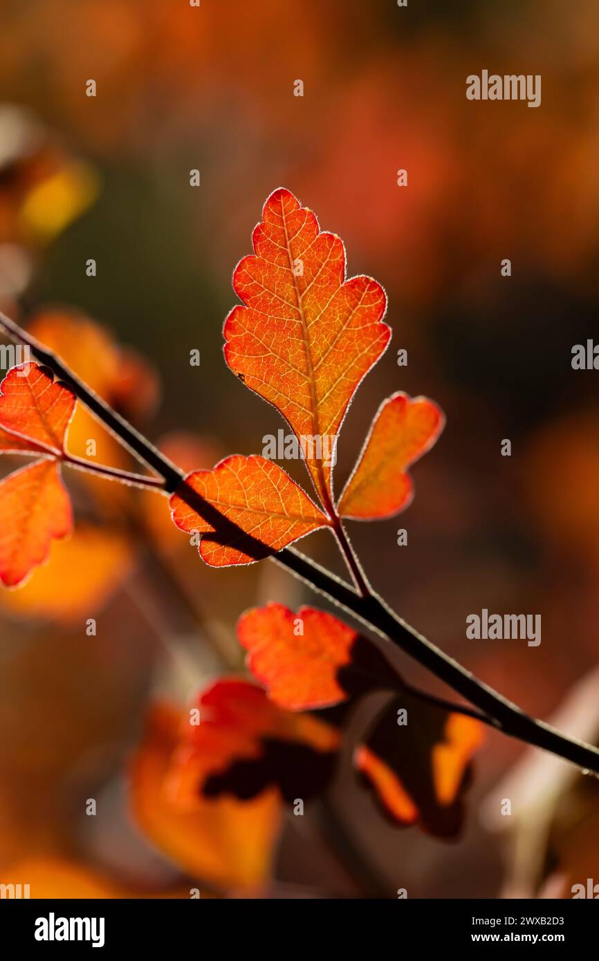 Fragrant Sumac, Rhus aromatica, autumn leaves in Bandelier National ...
