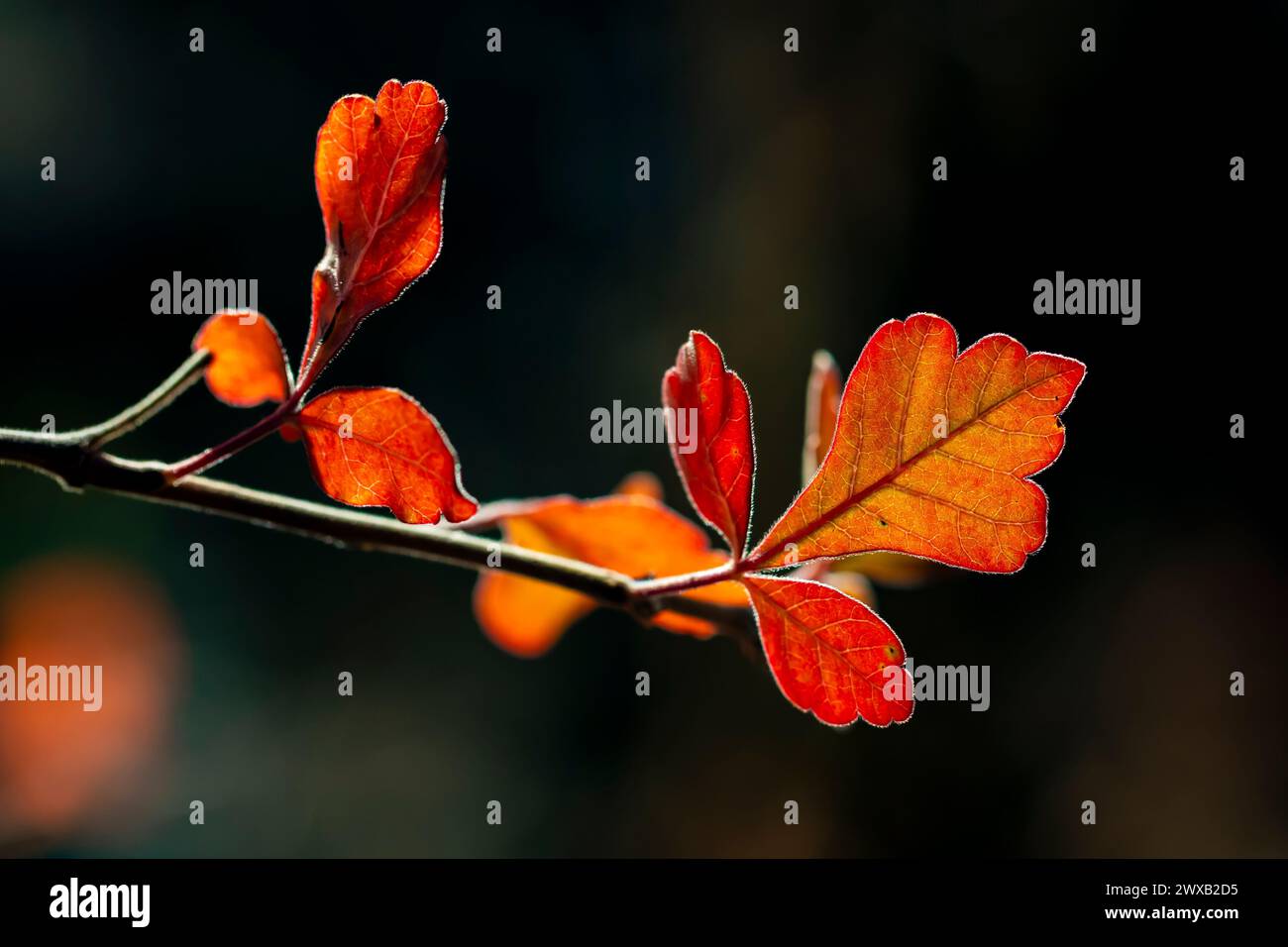Fragrant Sumac, Rhus aromatica, autumn leaves in Bandelier National ...