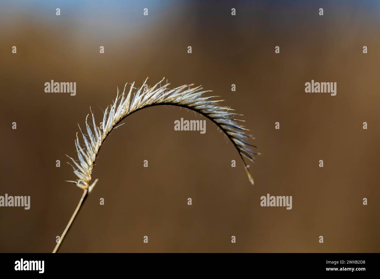 Blue Grama, Bouteloua gracilis, grass seed head in Bandelier National ...