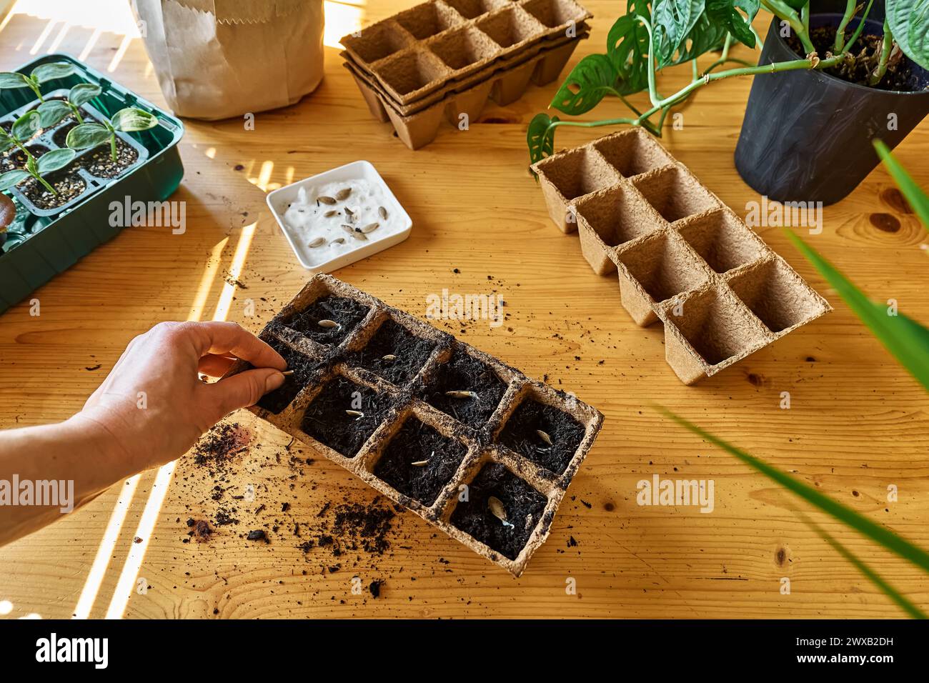 Unrecognizable woman planting germinated seeds in biodegradable peat ...