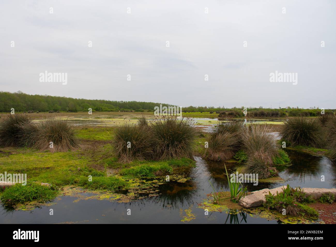 A quiet day in the nature of the lake Rasht, Gilan province, Iran Stock ...