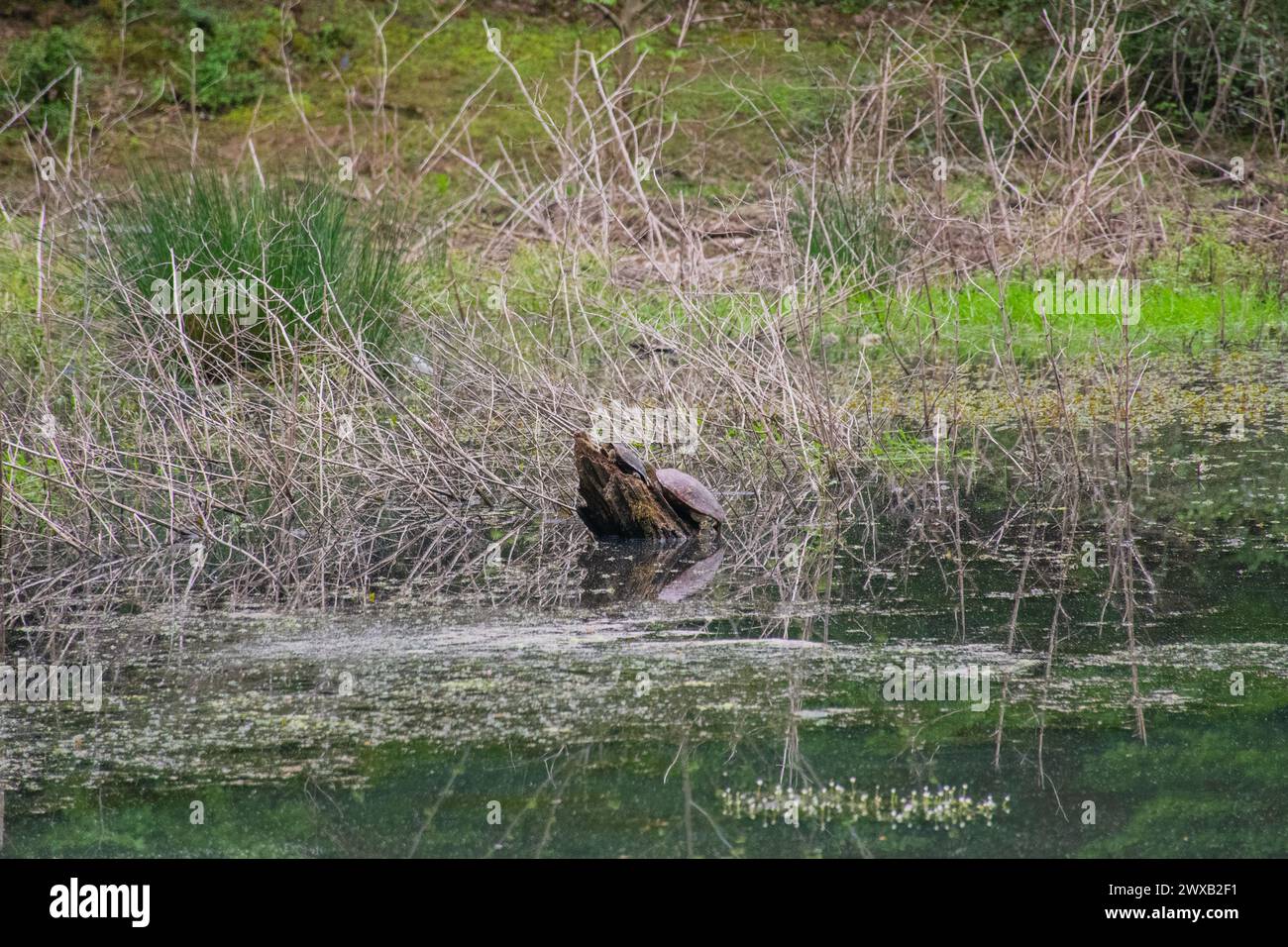 A quiet day in the nature of the lake Rasht, Gilan province, Iran Stock ...