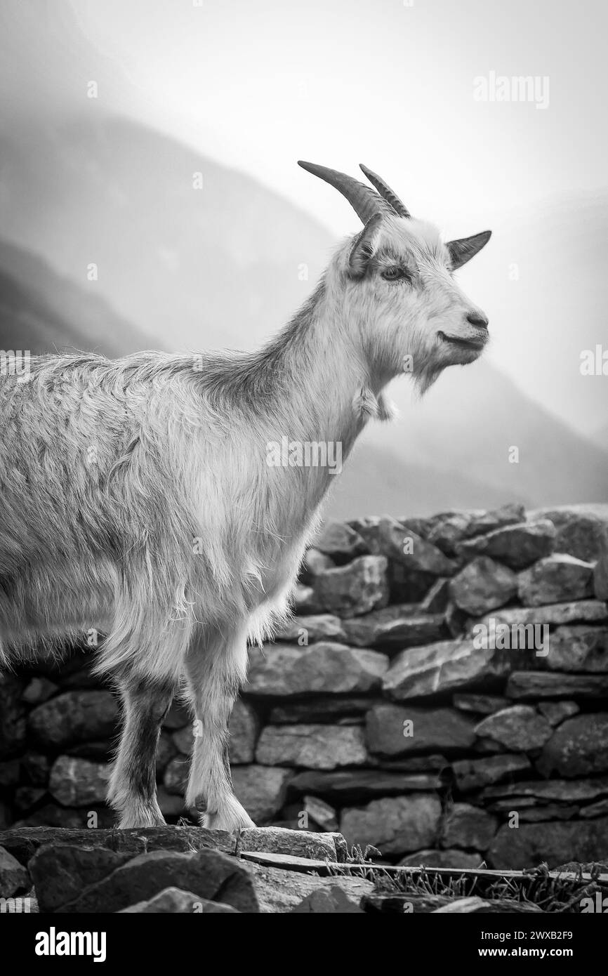 Pyrenean goat Black and White Stock Photos & Images - Alamy