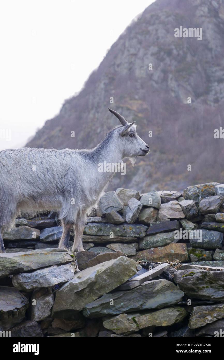 Pyrenean goat, a breed to produce organic French Basque country goat ...