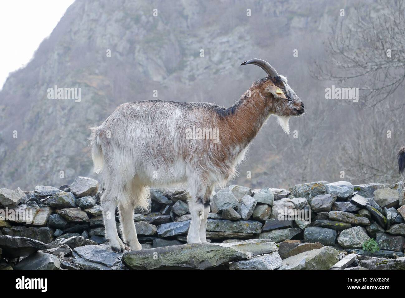 Pyrenean goat hi-res stock photography and images - Alamy
