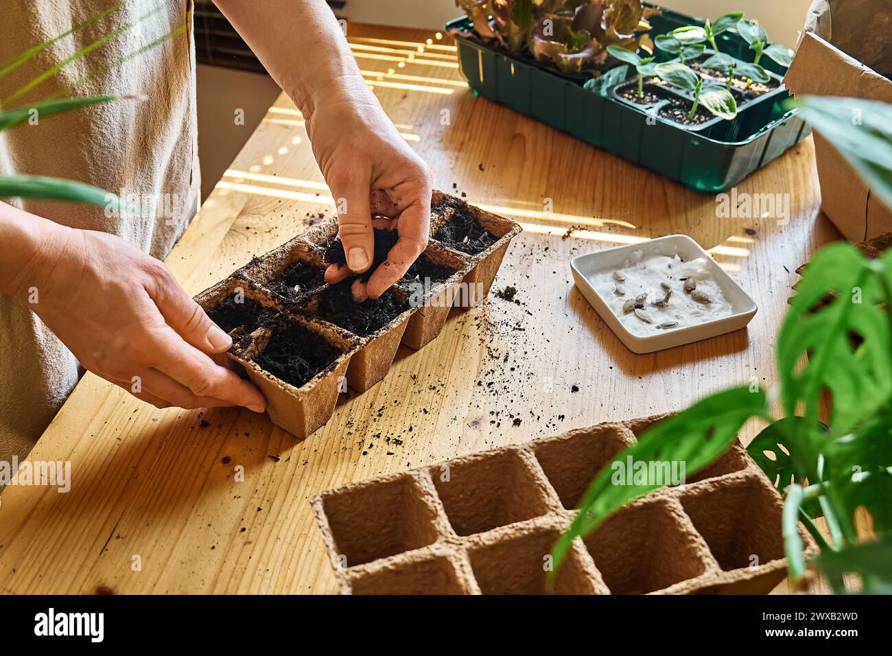 Preparation for sowing seed or planting hi-res stock photography and ...