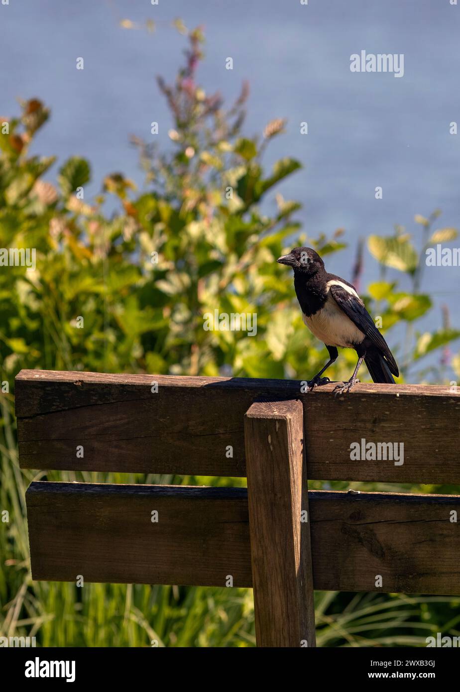 Eurasian Magpie (Pica pica) sitting on a Park Bench near Lac de ...