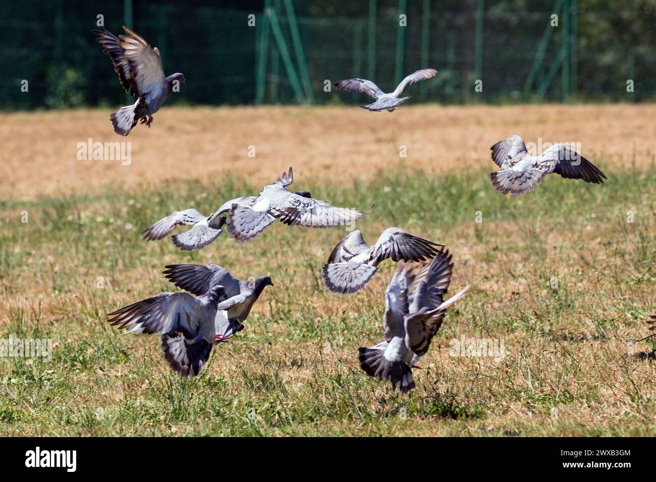 France, Nouvelle-Aquitaine, Saint-Paul-lès-Dax, Small Flock of Feral ...