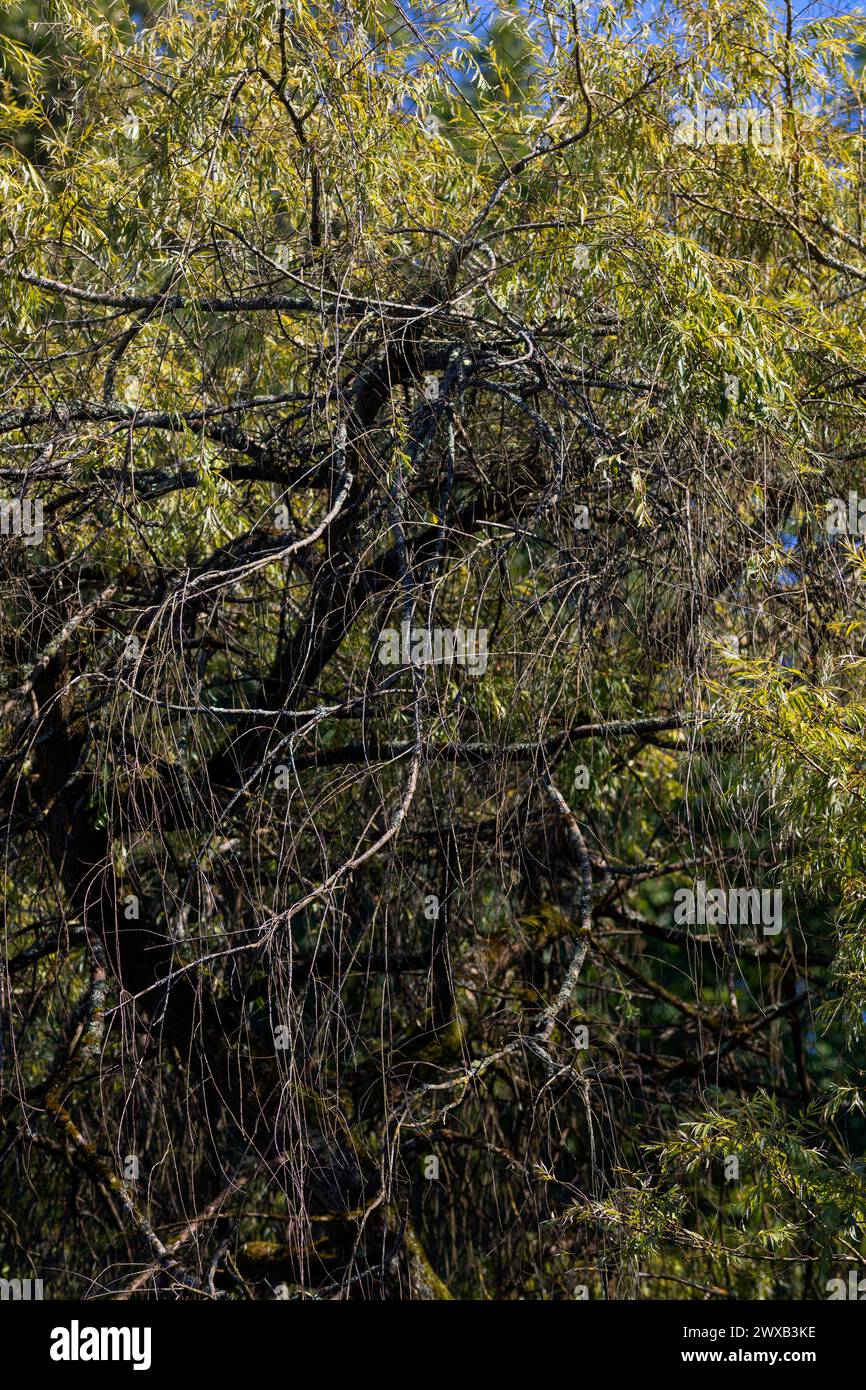 Lac salix hi-res stock photography and images - Alamy