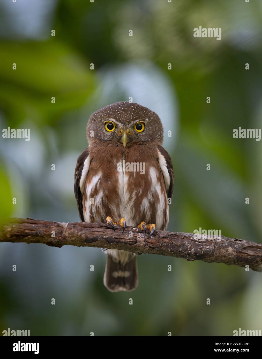 Pygmy owl in the rainforest of Costa Rica Stock Photo - Alamy