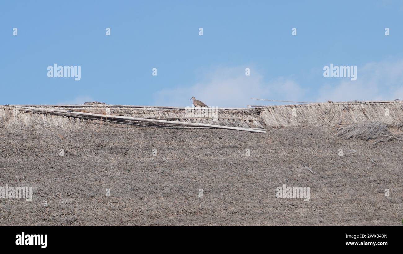 A perched bird building with a traditional roof on Gili Trawangan ...