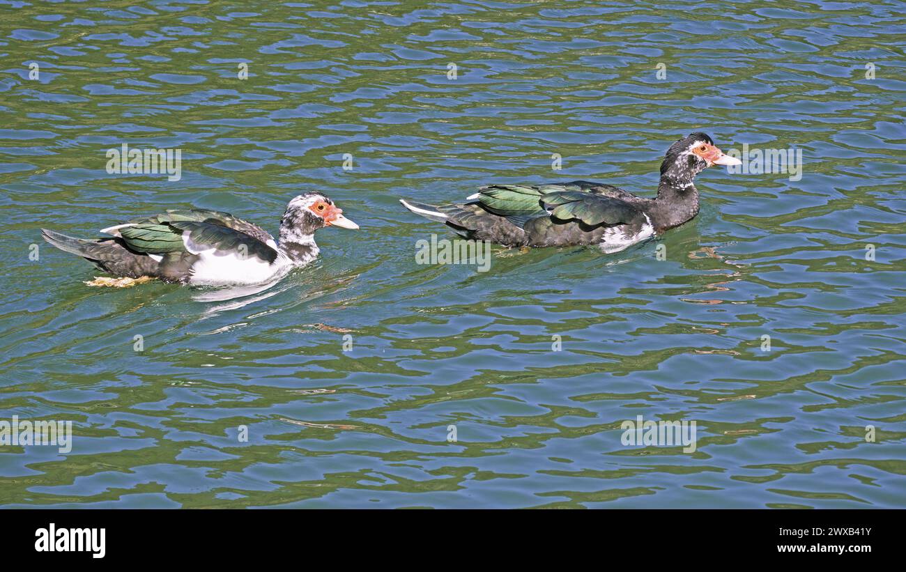 two juvenile specimens of mute ducks swimming in a small lake, Cairina ...