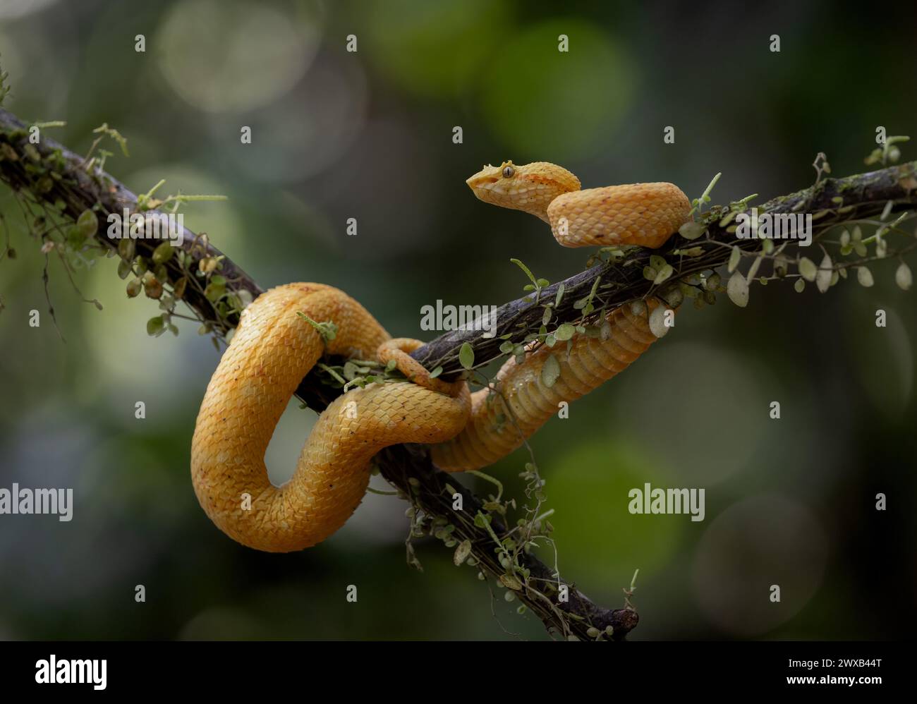 A venomous viper snake in Costa Rica Stock Photo - Alamy