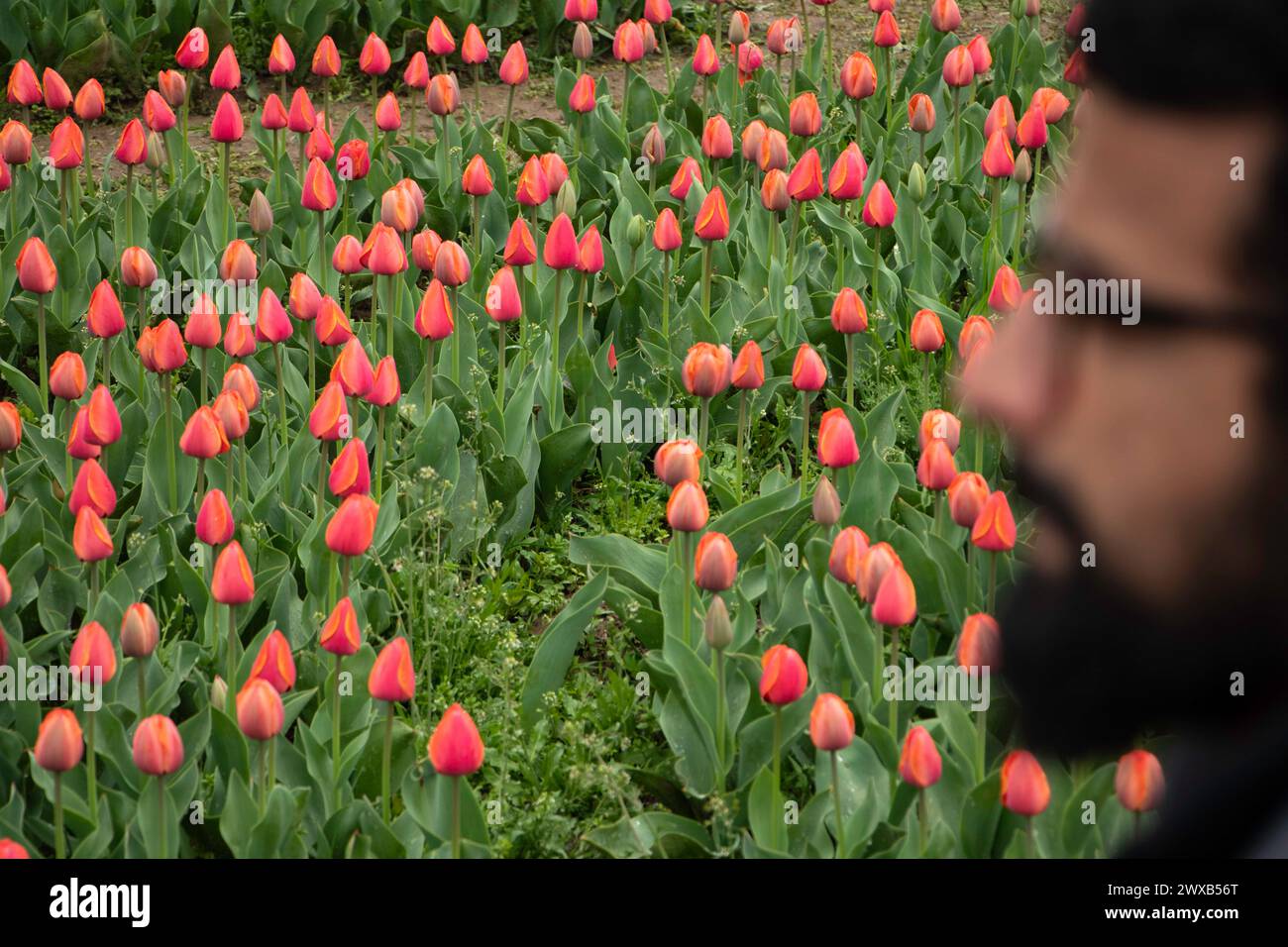 Srinagar, Jammu And Kashmir, India. 29th Mar, 2024. A detailed image of ...