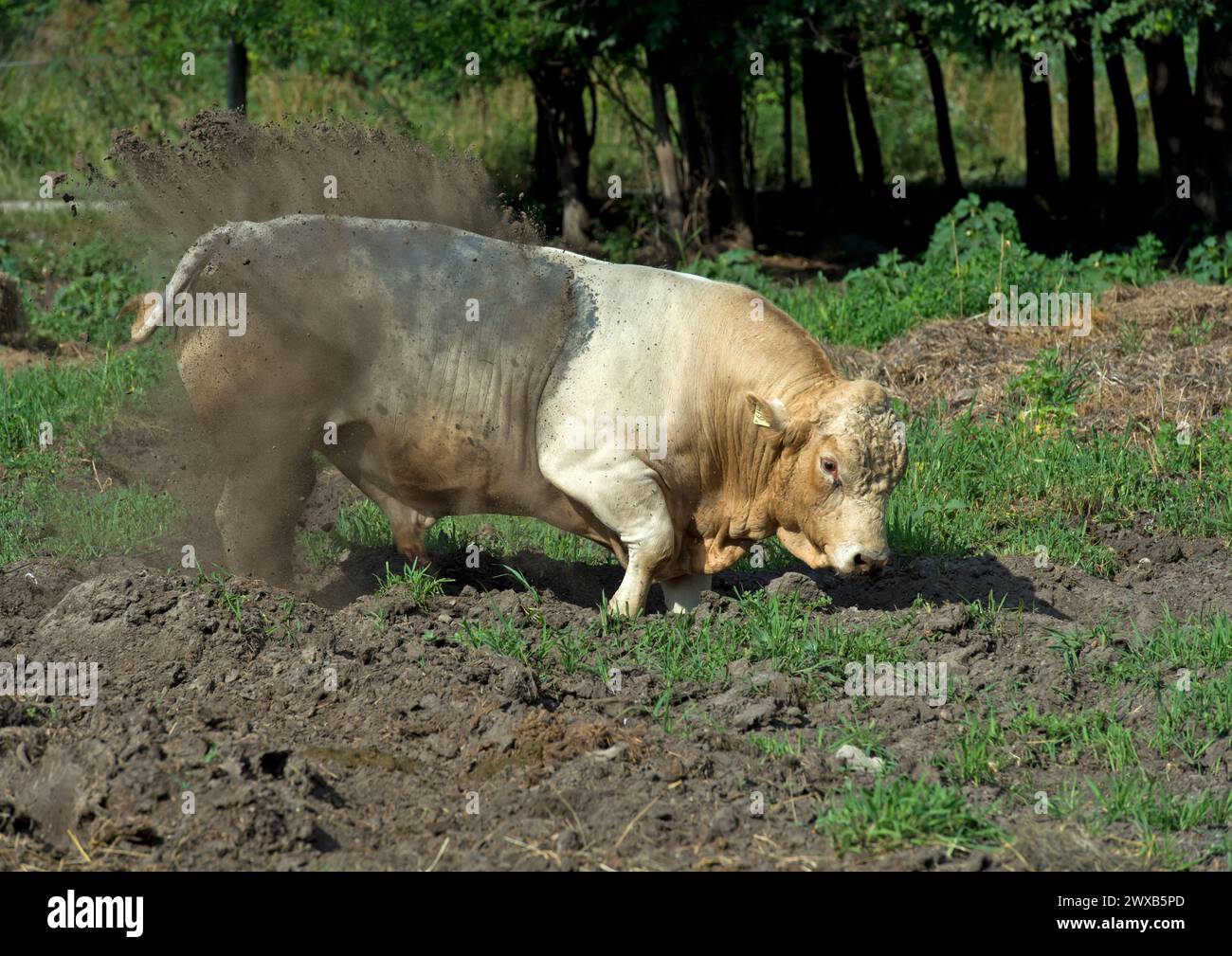 Angry Charolais bull digging up earth with his claws, Sarród ...