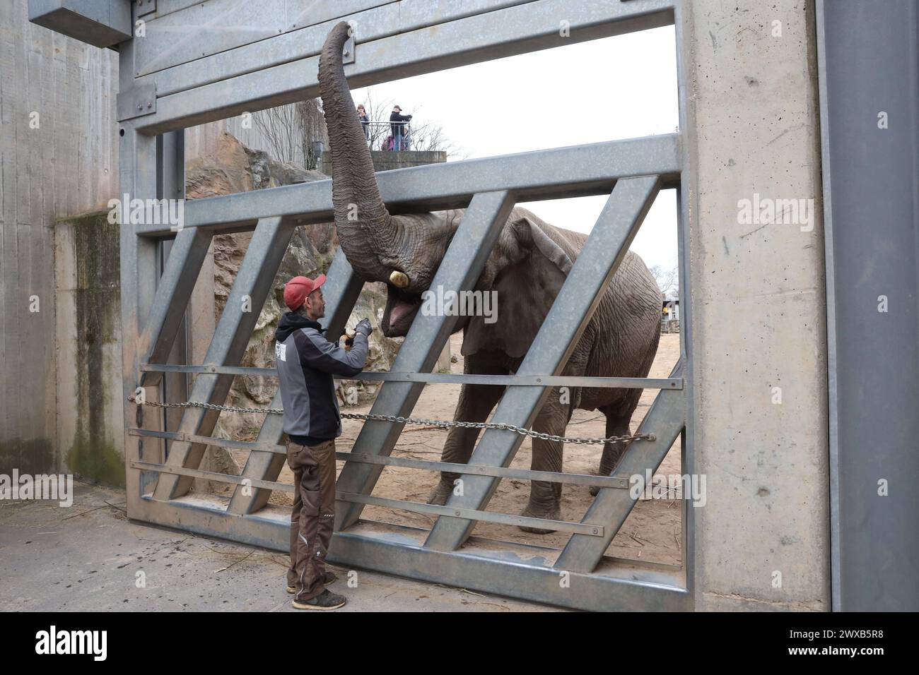 06.03.2024 Sachsen Anhalt Sachsen-Anhalt Halle Saale Bergzoo Zoo ...