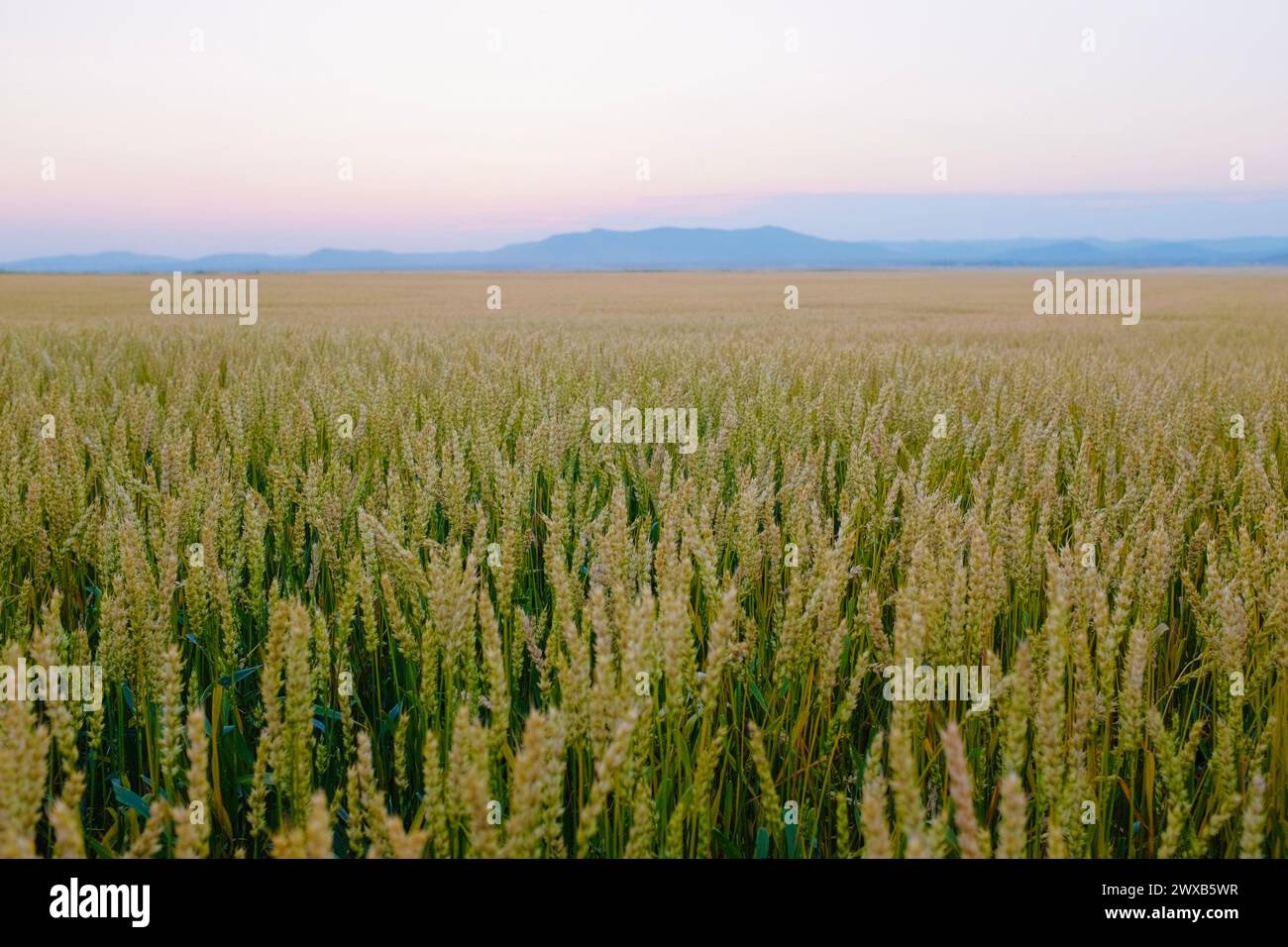 Wheat field in Inner Mongolia, China Stock Photo - Alamy