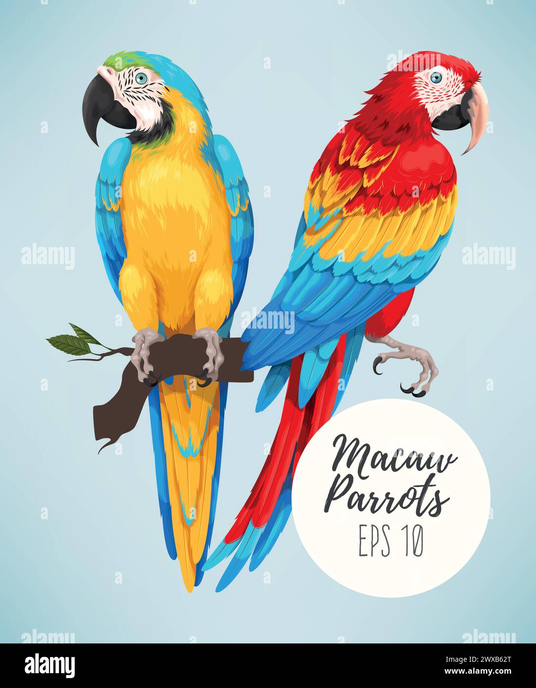 Tropical parrots collection Stock Vector Image & Art - Alamy