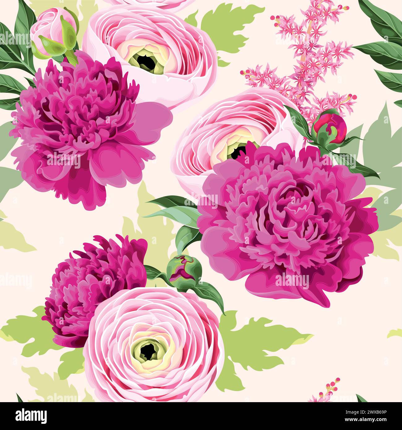 Ranunculus flower illustration Stock Vector Images - Alamy