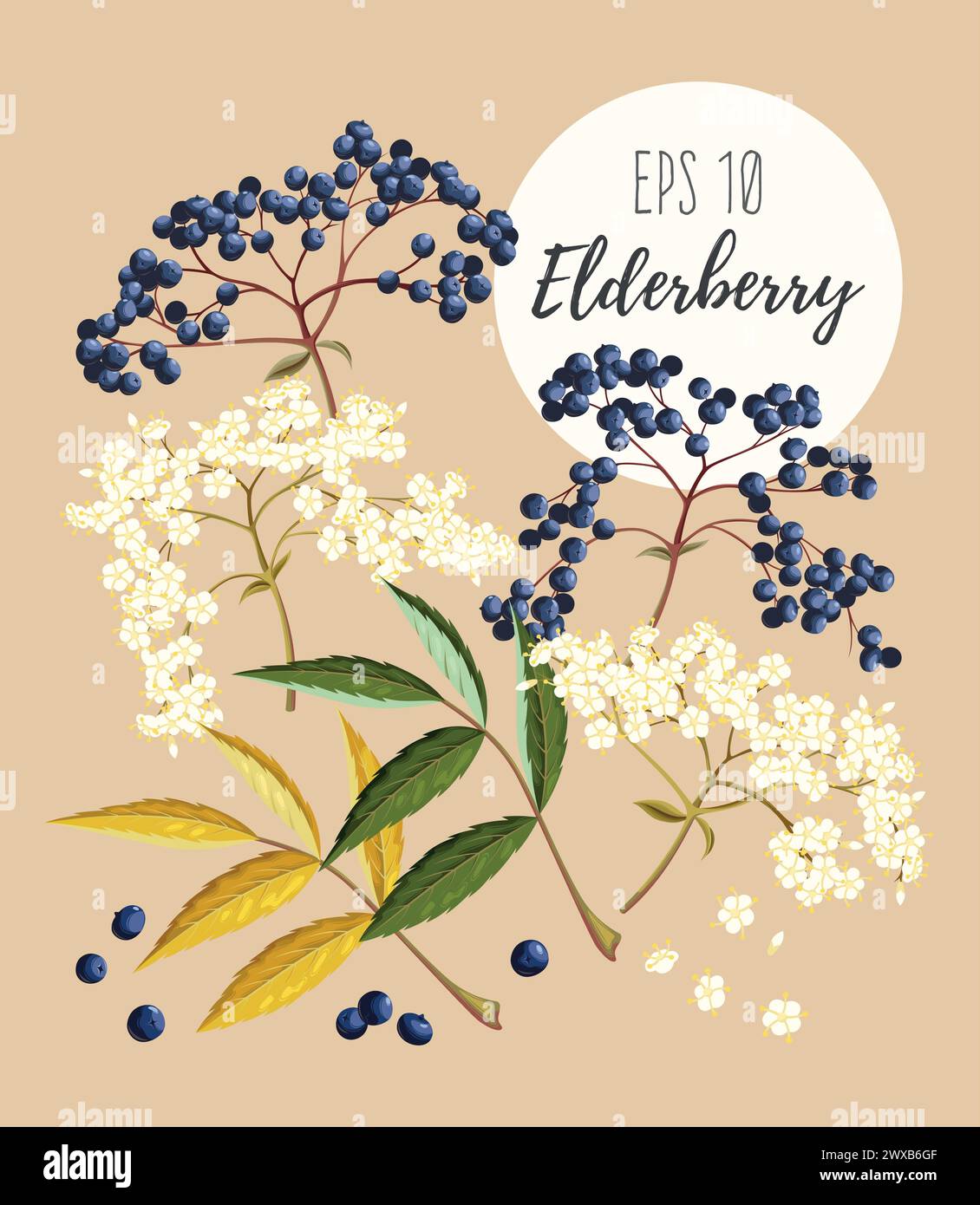Elderberry vector vectors Stock Vector Images - Alamy