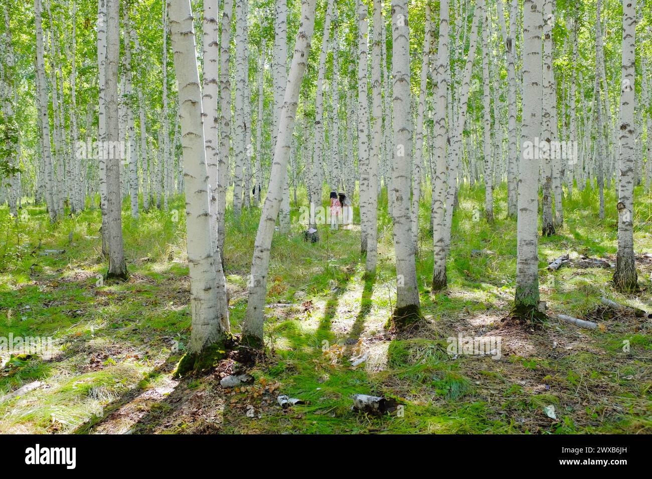 Birch tree forest in Inner Mongolia in China Stock Photo - Alamy