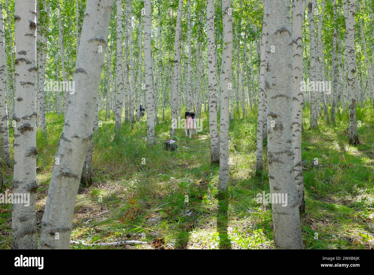 Birch tree forest in Inner Mongolia in China Stock Photo - Alamy